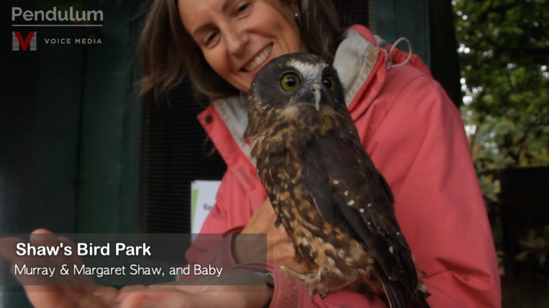 Close Encounter with a Ruru/Morepork - Voice Media