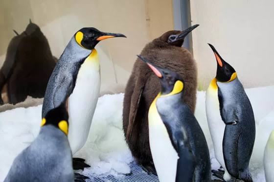 Massive 50-lb king penguin chick Pesto becomes a surprise global star ...