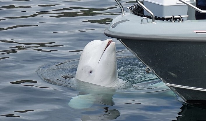 Animal spies: The world’s most bizarre secret weapons - Voice Media